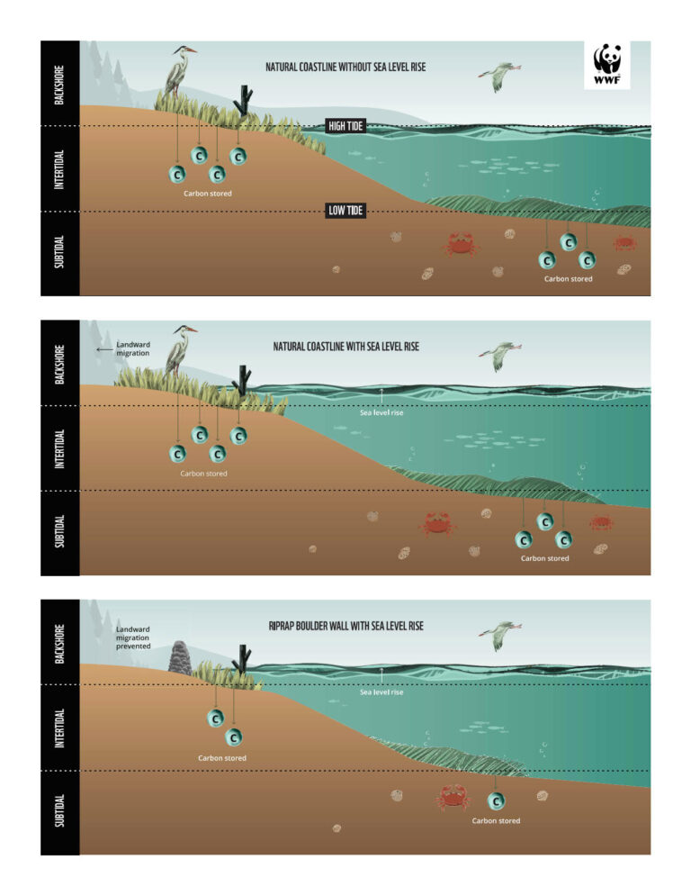 Ripple effects: The four biggest threats to coastal ecosystems in ...