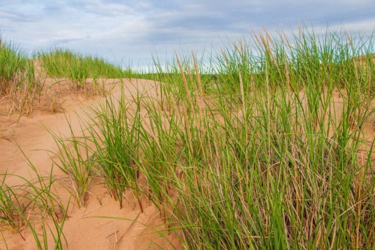 Native plants of PEI to celebrate and cherish - WWF.CA