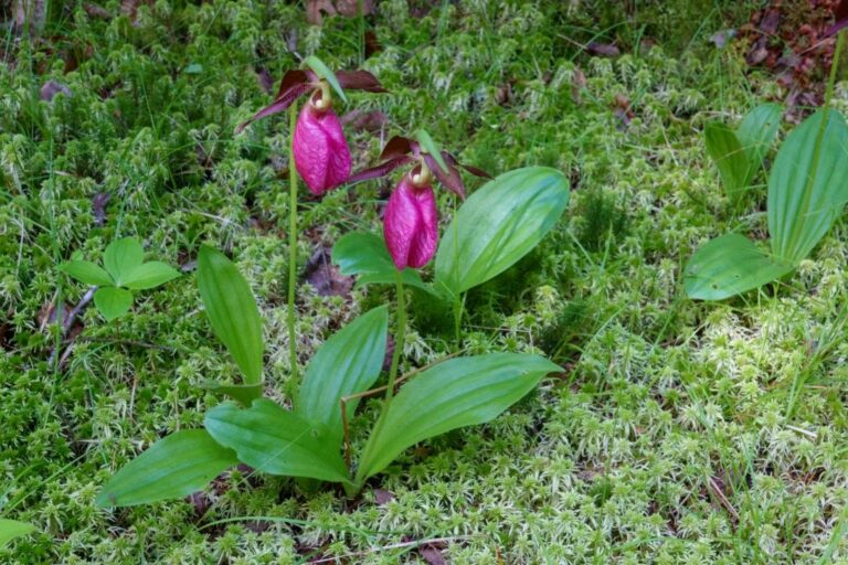 Native plants of PEI to celebrate and cherish - WWF.CA