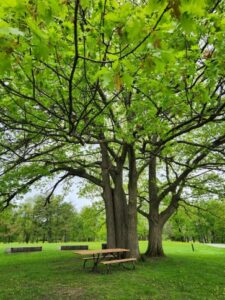 Native plants of PEI to celebrate and cherish - WWF.CA