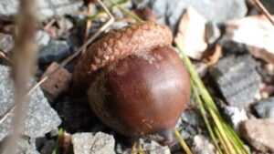 Native plants of PEI to celebrate and cherish - WWF.CA