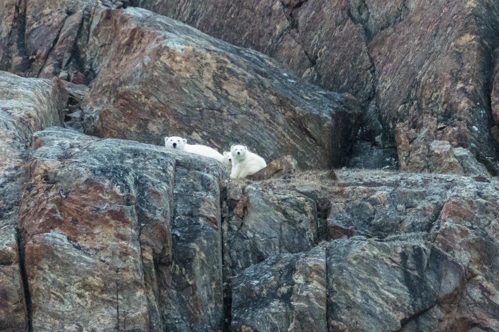 How we're helping conserve polar bears, the Arctic's apex predator - WWF.CA