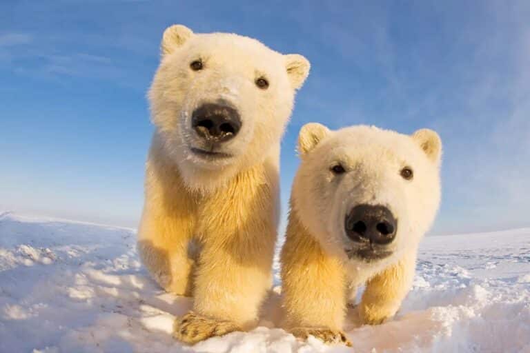 How we're helping conserve polar bears, the Arctic's apex predator - WWF.CA
