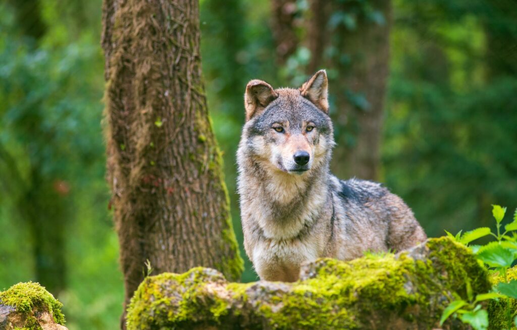 LPRC 2025 Species Profile: Grey Wolf (Canis lupus) - WWF.CA