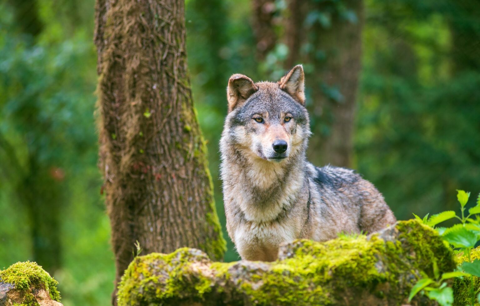 LPRC 2025 Species Profile: Grey Wolf (Canis lupus) - WWF.CA