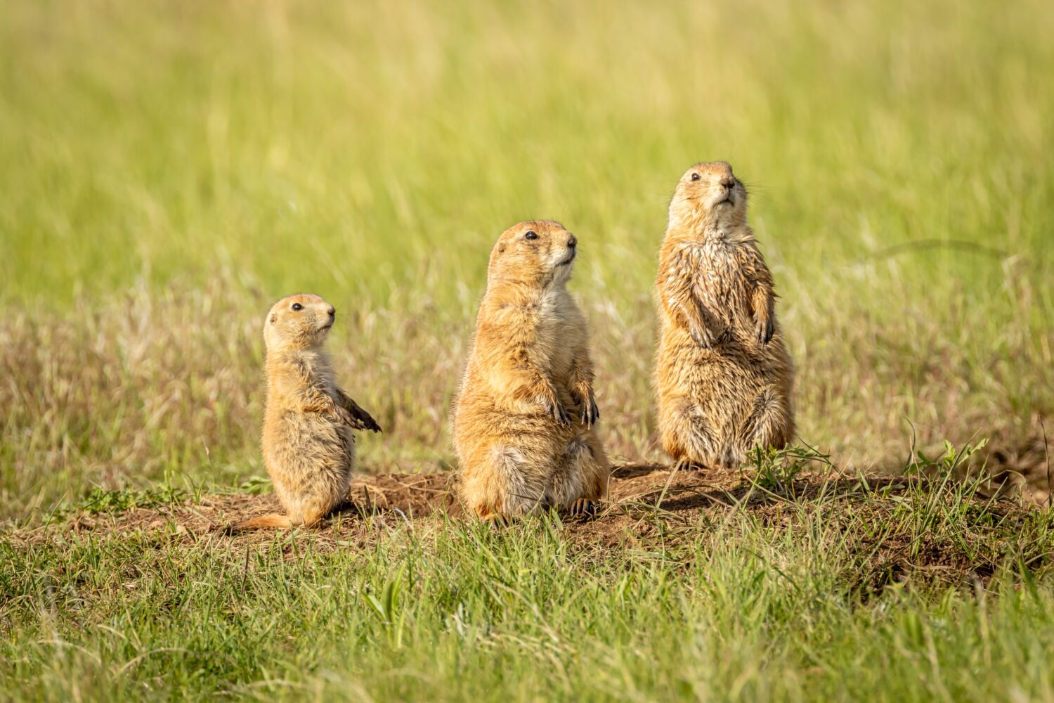Wildlife Habitat Conservation in Canada | WWF.CA