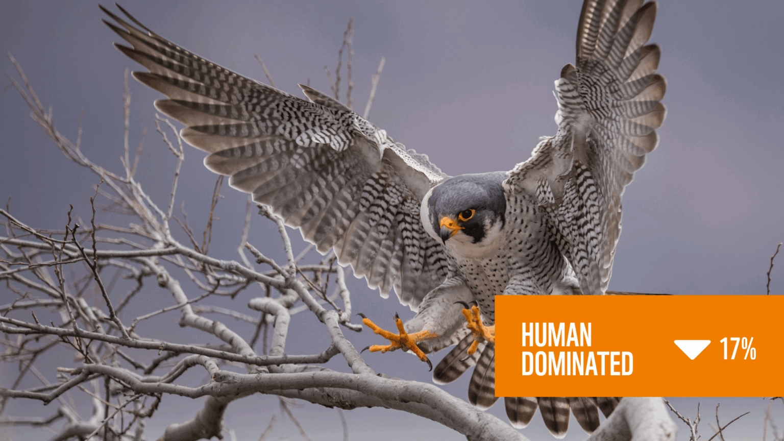 LPRC 2025: Here’s how wildlife populations are trending in Canadian ...