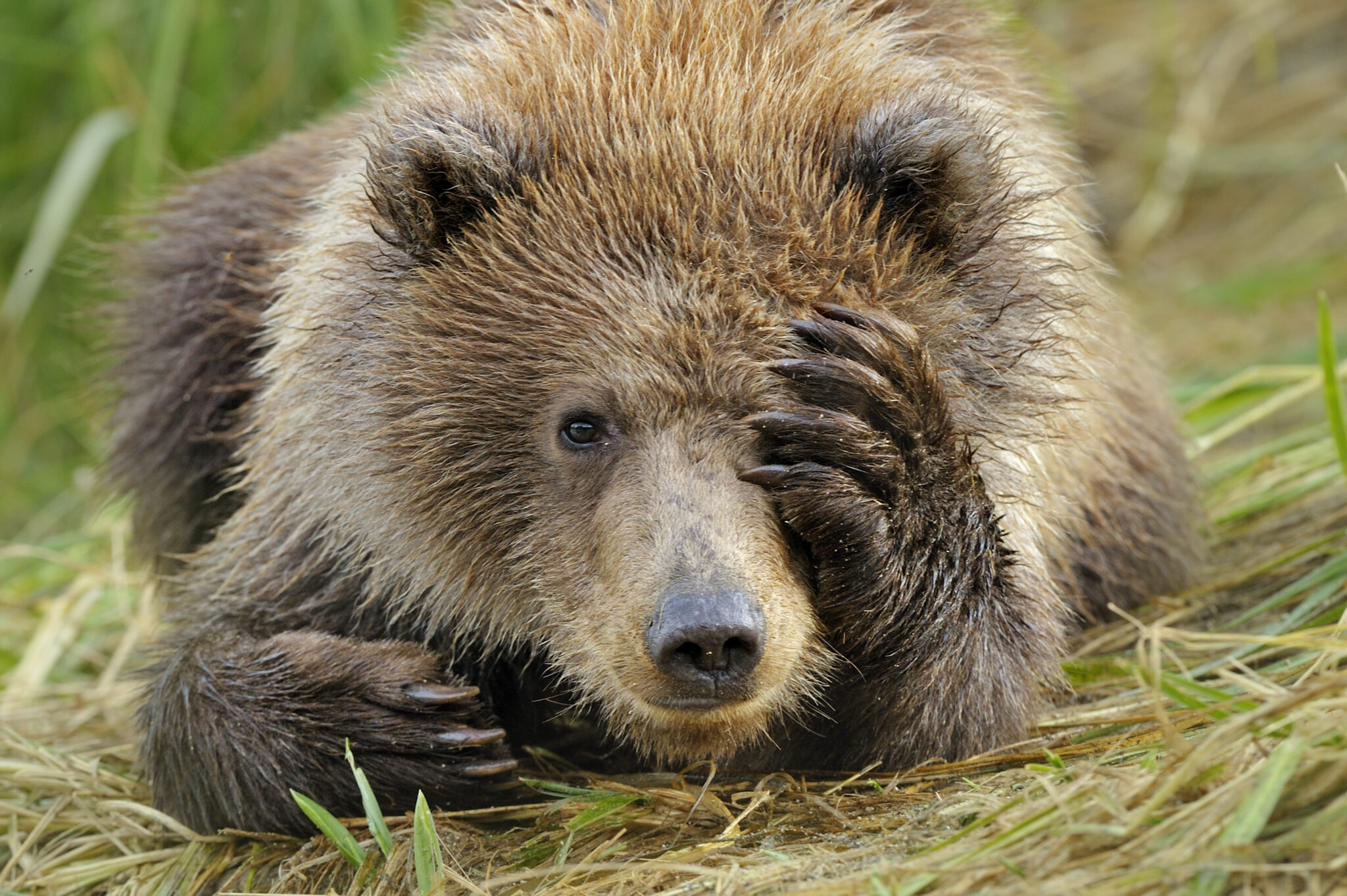 Nature’s influencers: What the grizzly bear teaches us about keeping ...
