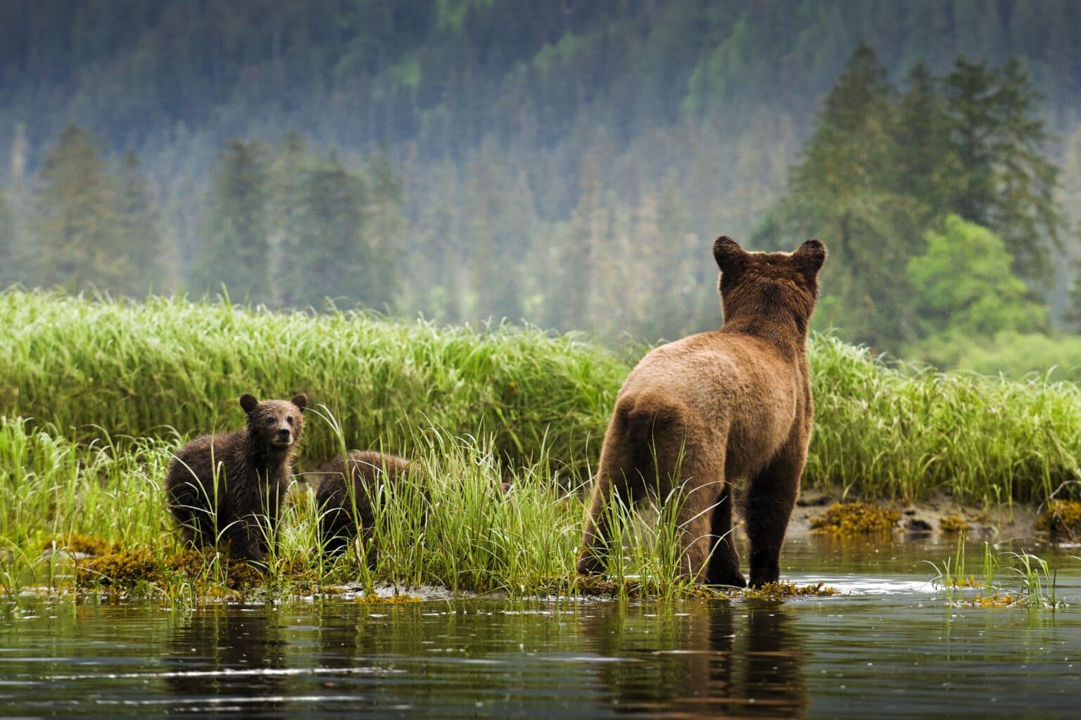 Nature’s influencers: What the grizzly bear teaches us about keeping ...