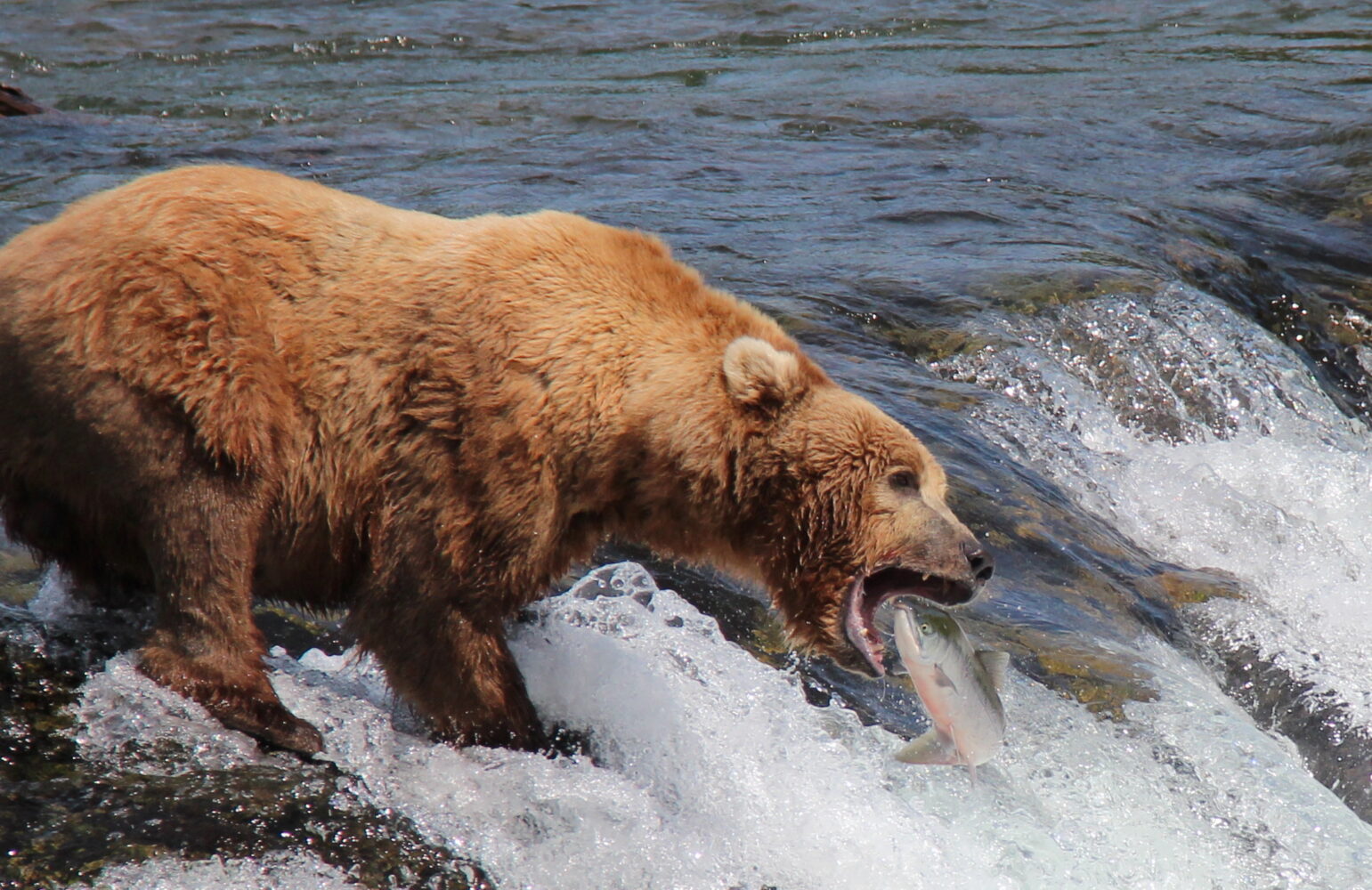 Apex predator and ecosystem protector: 10 grizzly bear facts - WWF.CA
