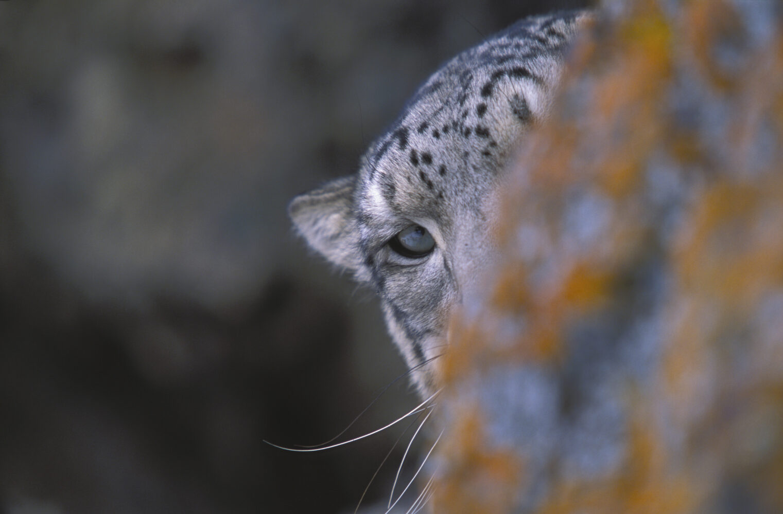Snow leopards reveal mysteries of their life in Nepal's Himalayas - WWF.CA