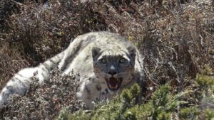 Snow leopards reveal mysteries of their life in Nepal's Himalayas - WWF.CA