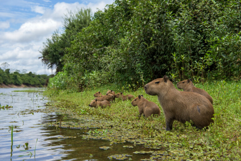 Eight facts you didn’t know about the capybara - WWF.CA