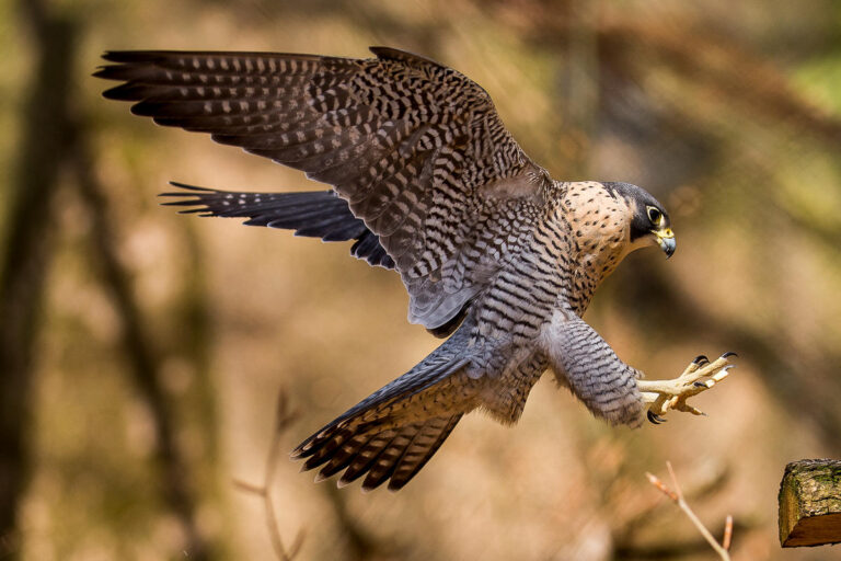 Peregrine falcons: A conservation comeback story - WWF.CA