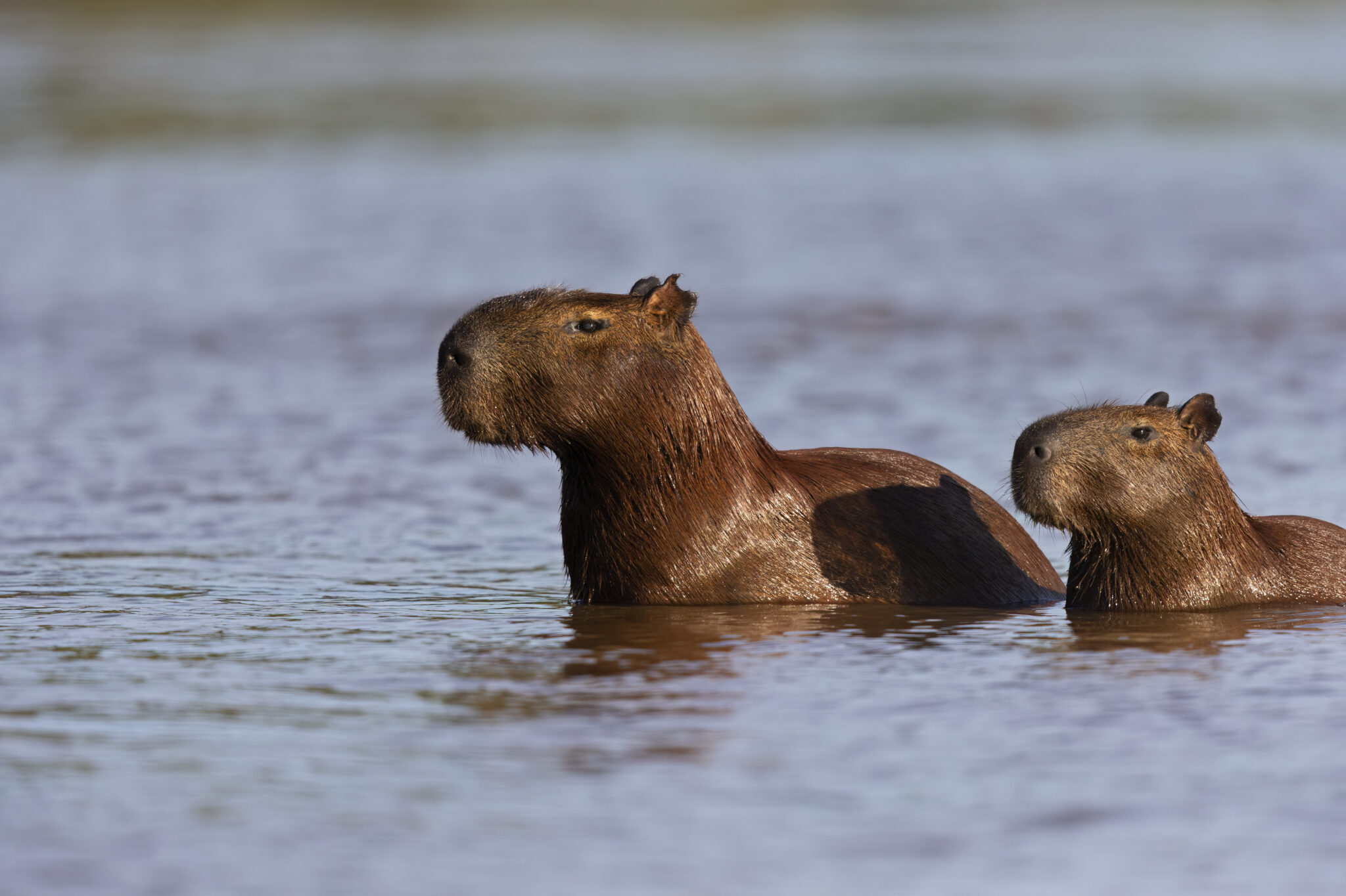Eight facts you didn’t know about the capybara - WWF.CA