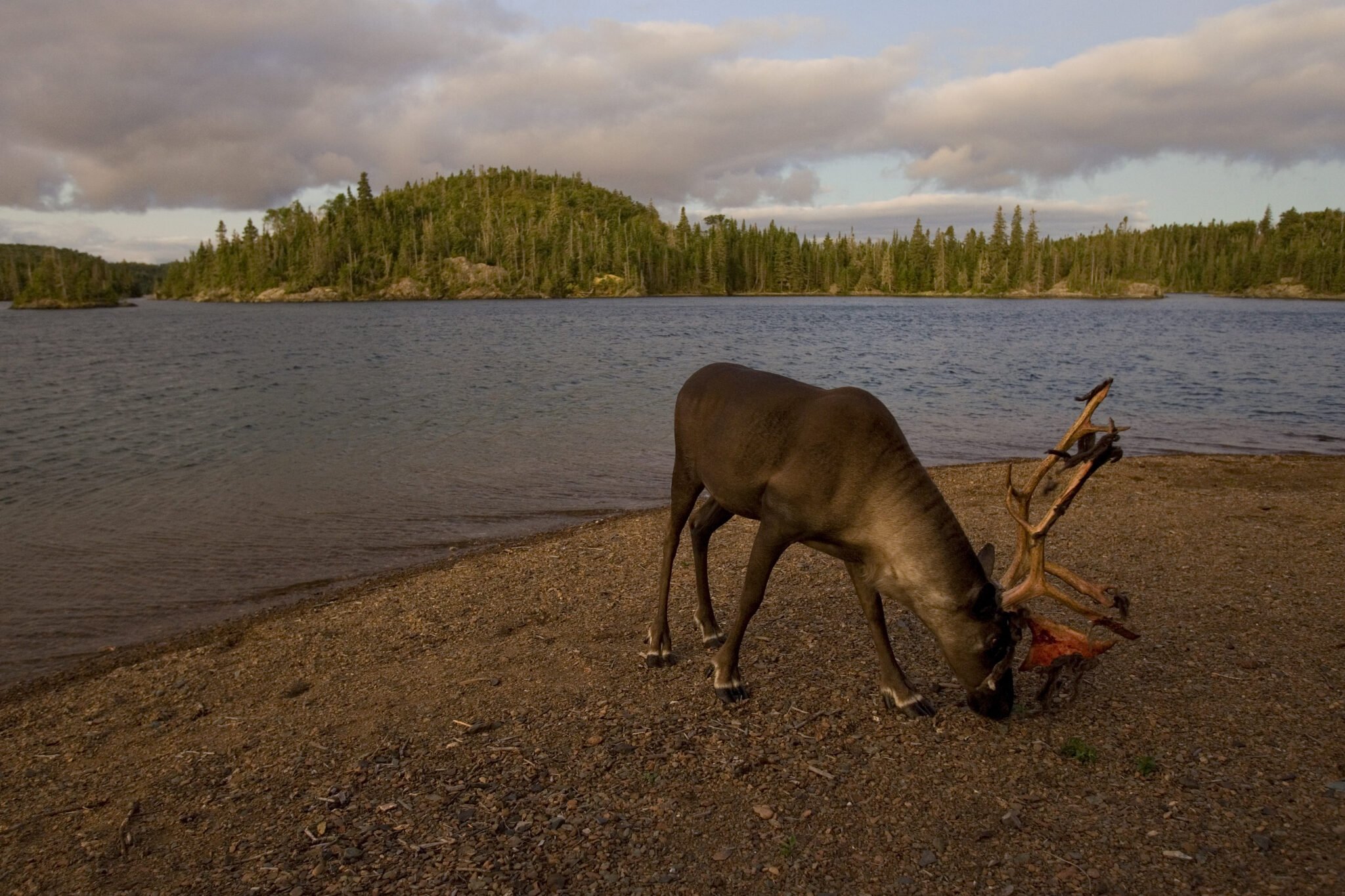 Same species, different stories: The facts about caribou and reindeer ...