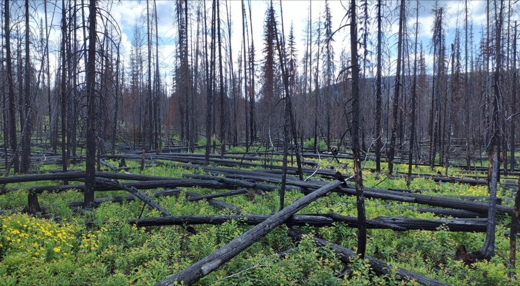 How planting more fire-resilient trees can help your community