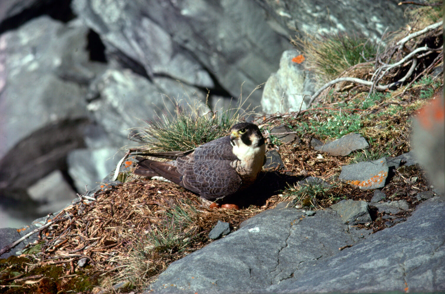 Peregrine falcons: A conservation comeback story - WWF.CA