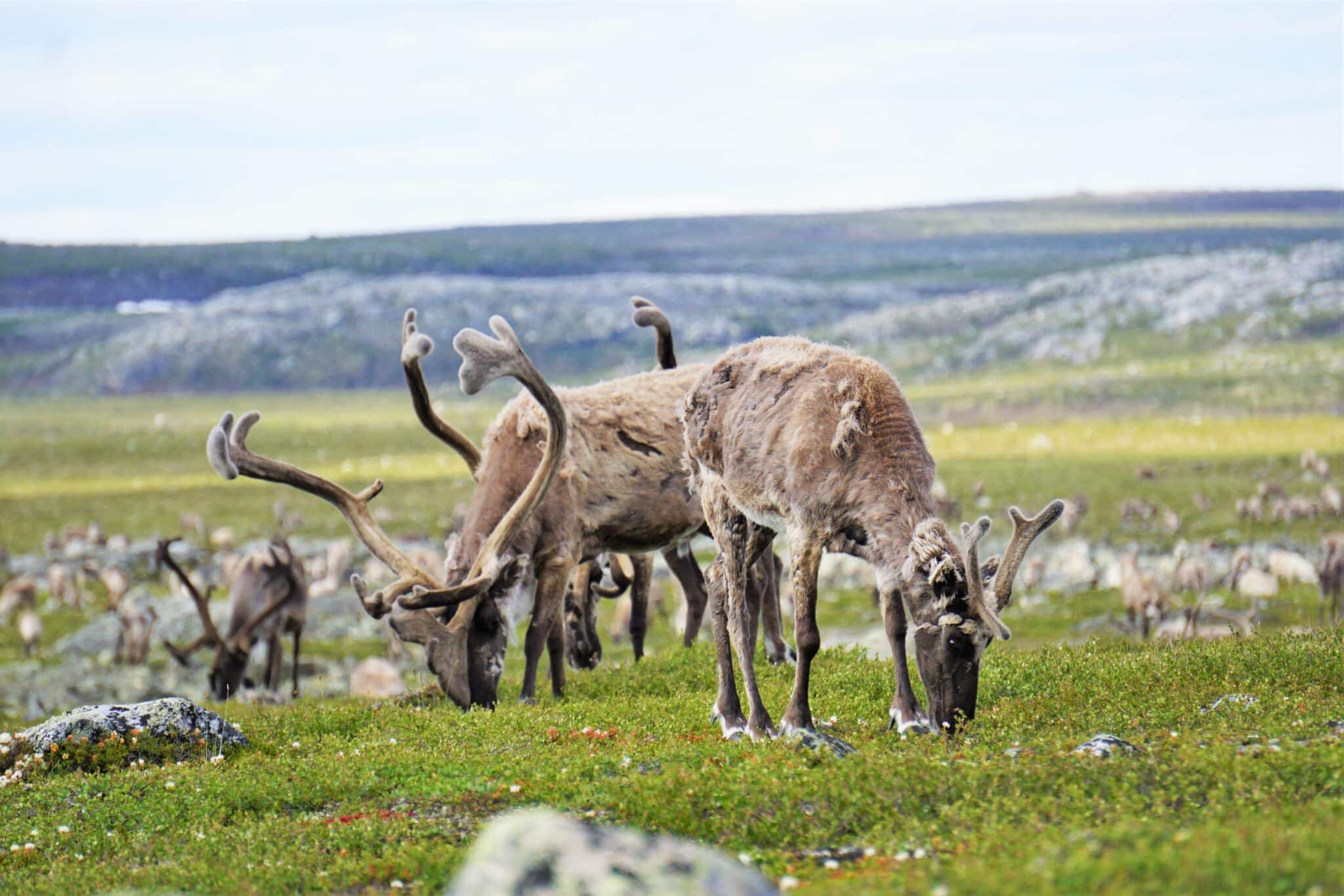 New maps reveal dramatic decline of an Arctic caribou migration range ...