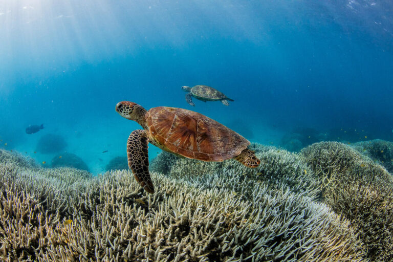 Heat waves cause coral bleaching in the Great Barrier Reef